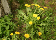 Alkukesän villivihannekset - voikukka